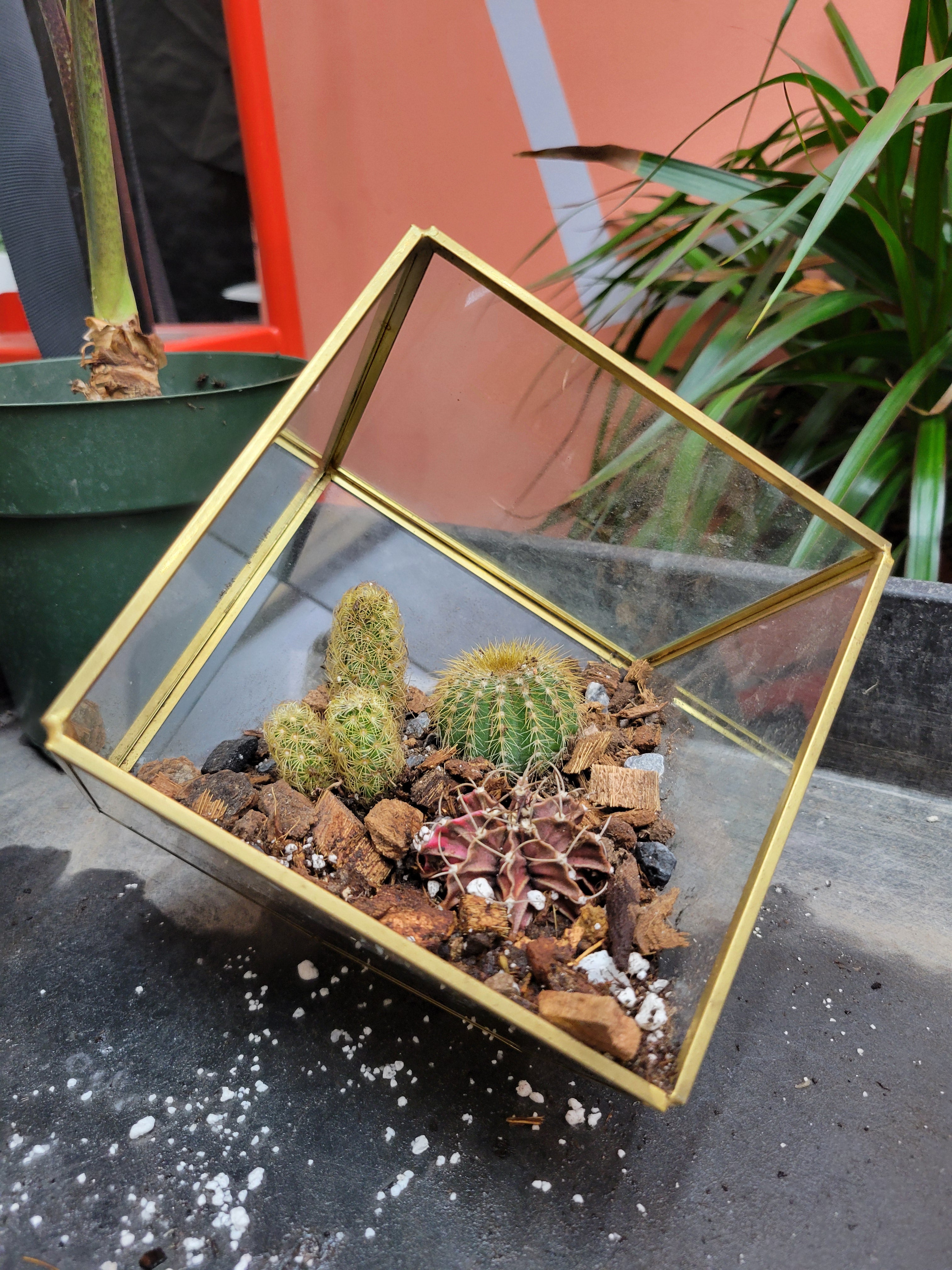 Open Air Terrarium Class – Lazlo Plants