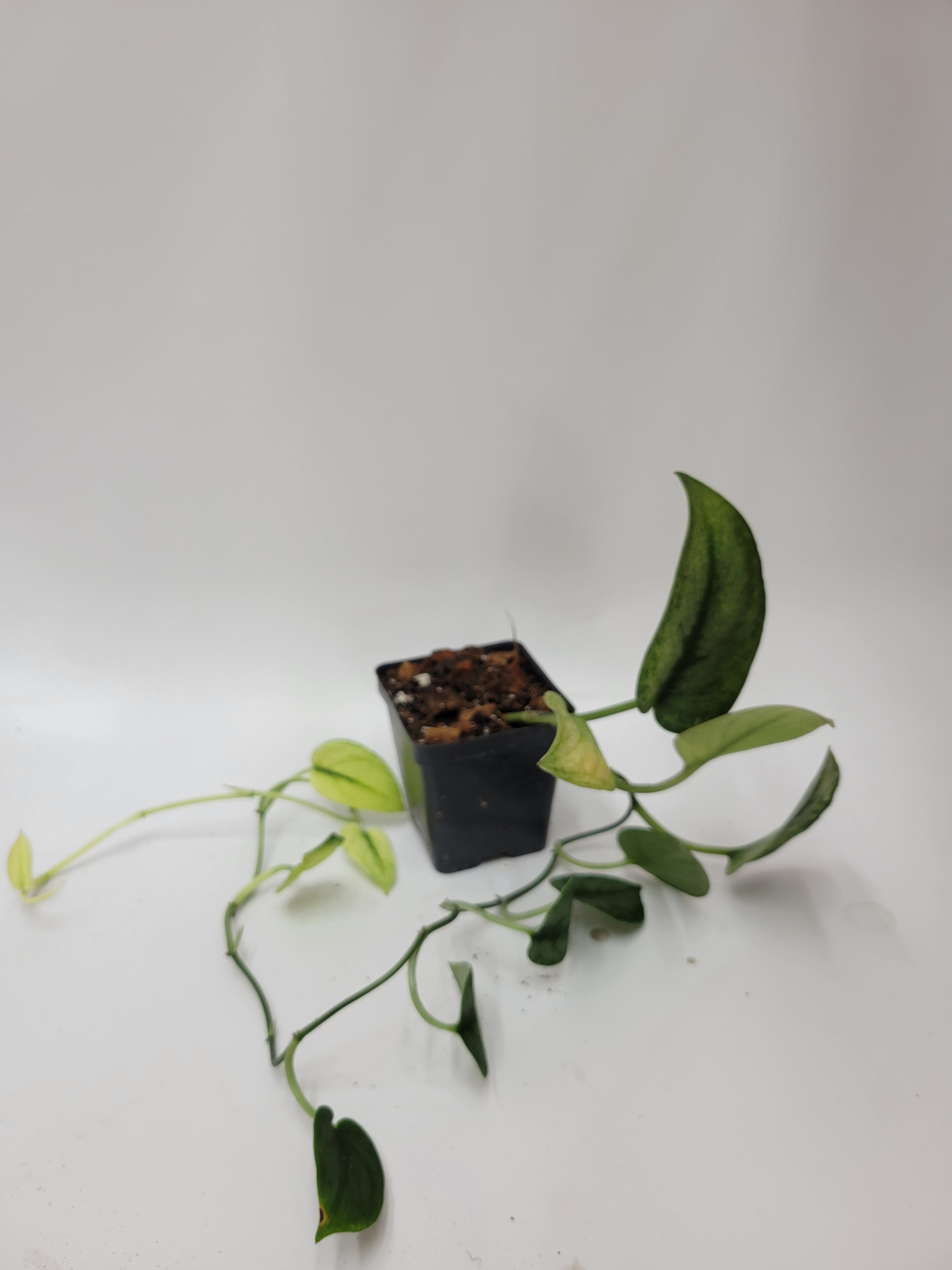 Scindapsus Exotica Hologram – Lazlo Plants