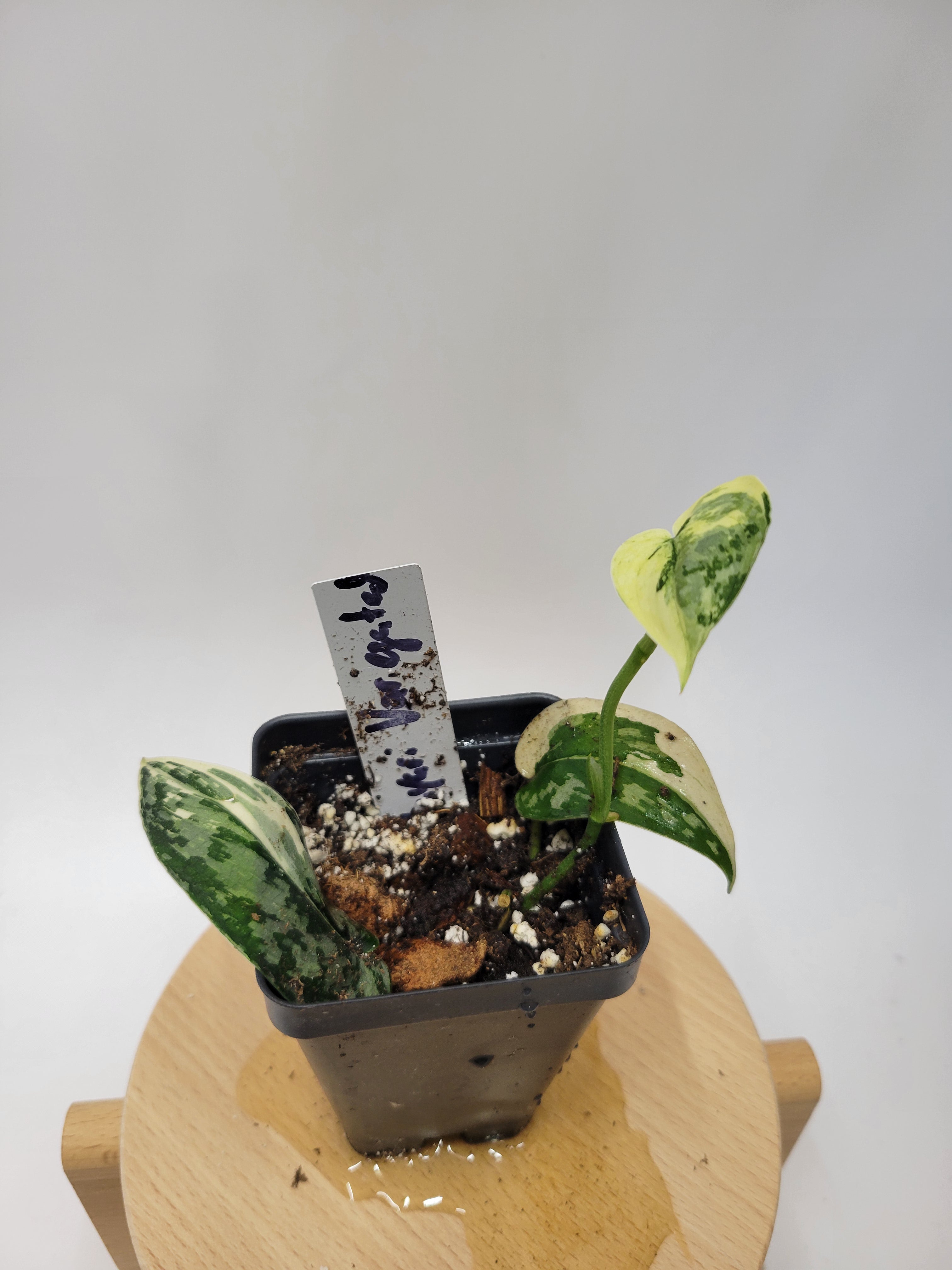 Scindapsus Mayari Variegated – Lazlo Plants