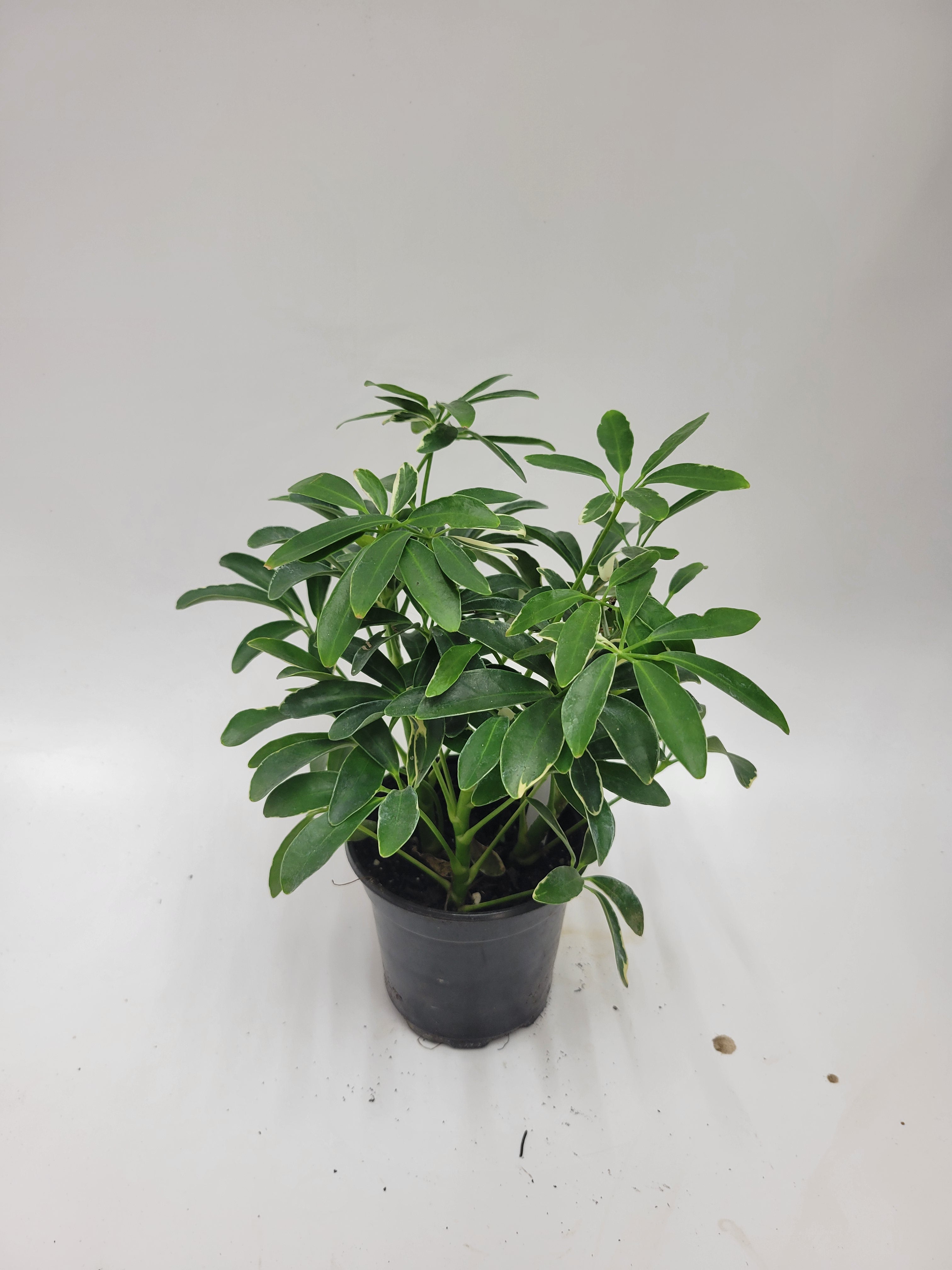 Schefflera 4" – Lazlo Plants