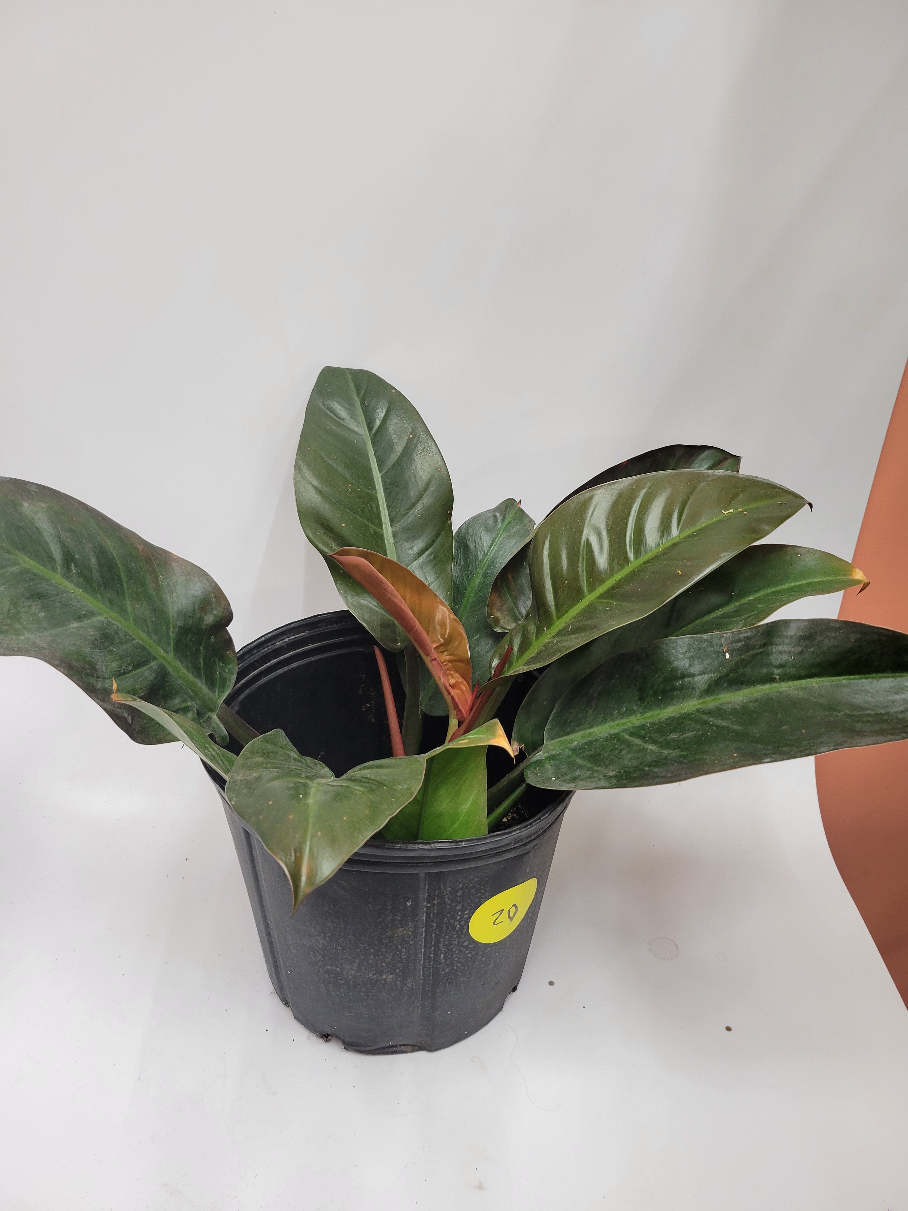 Philodendron Cardinal 10" – Lazlo Plants