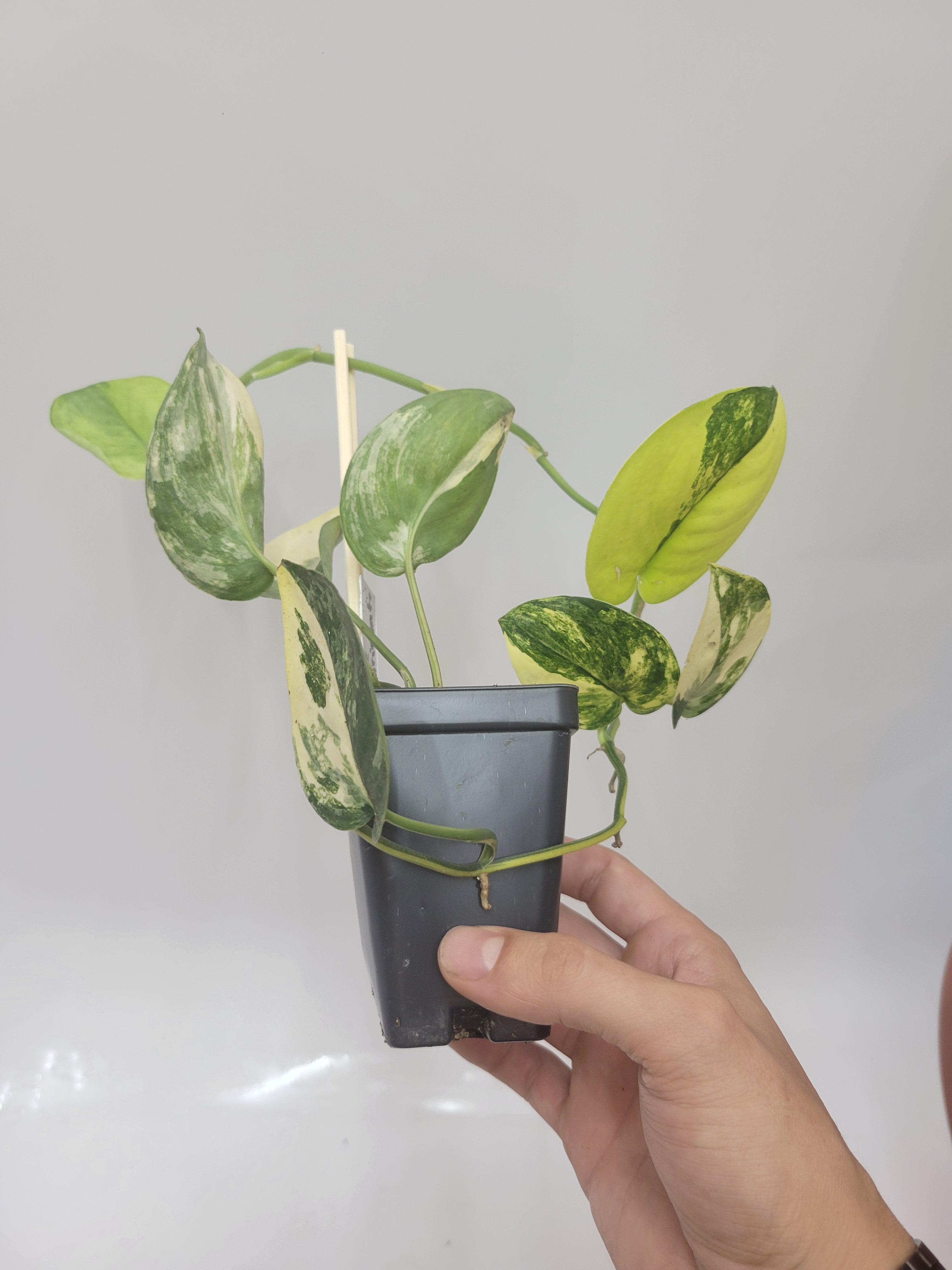 Scindapsus Variegated – Lazlo Plants