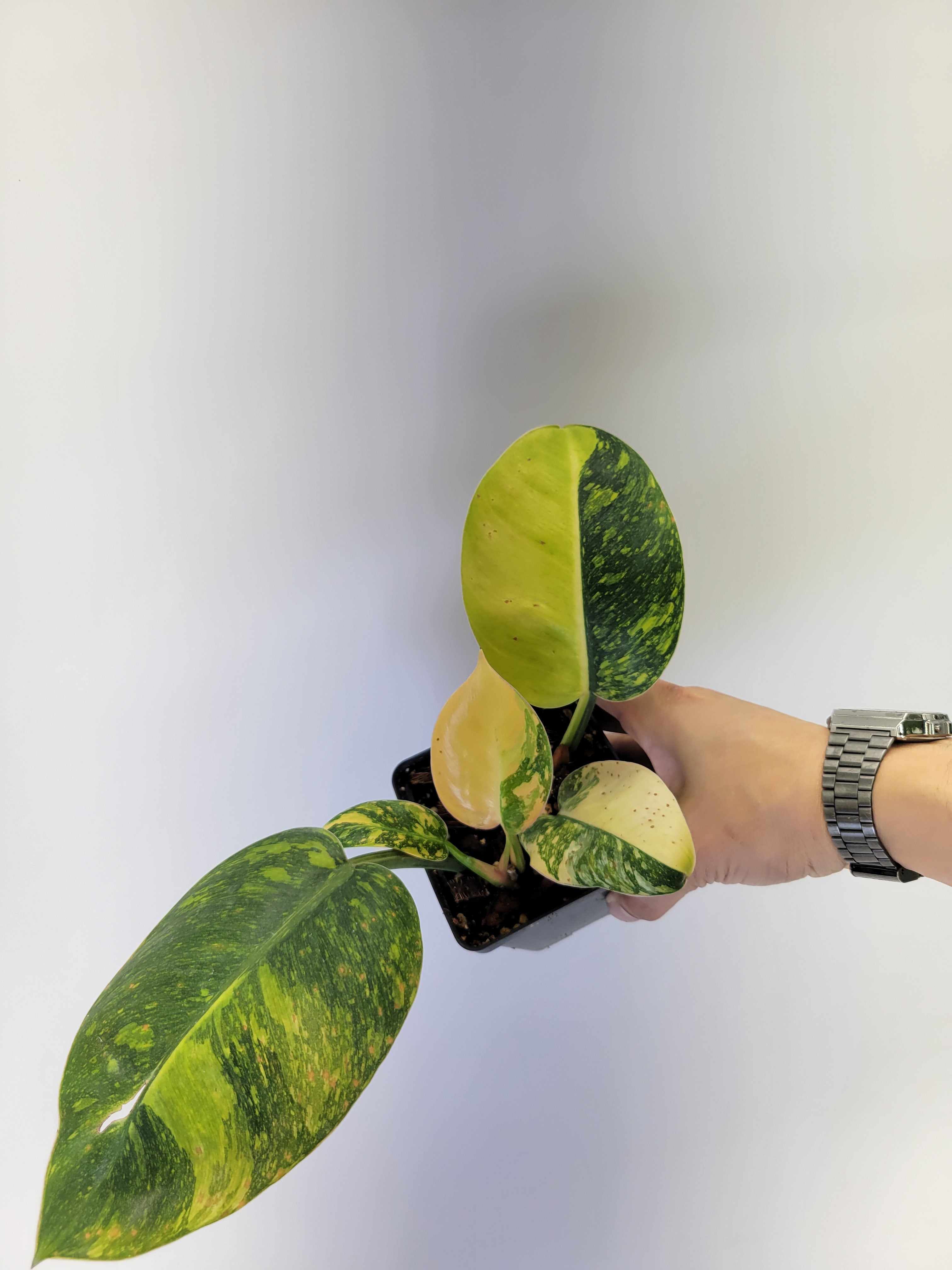 philodendron Congo variegated – Lazlo Plants