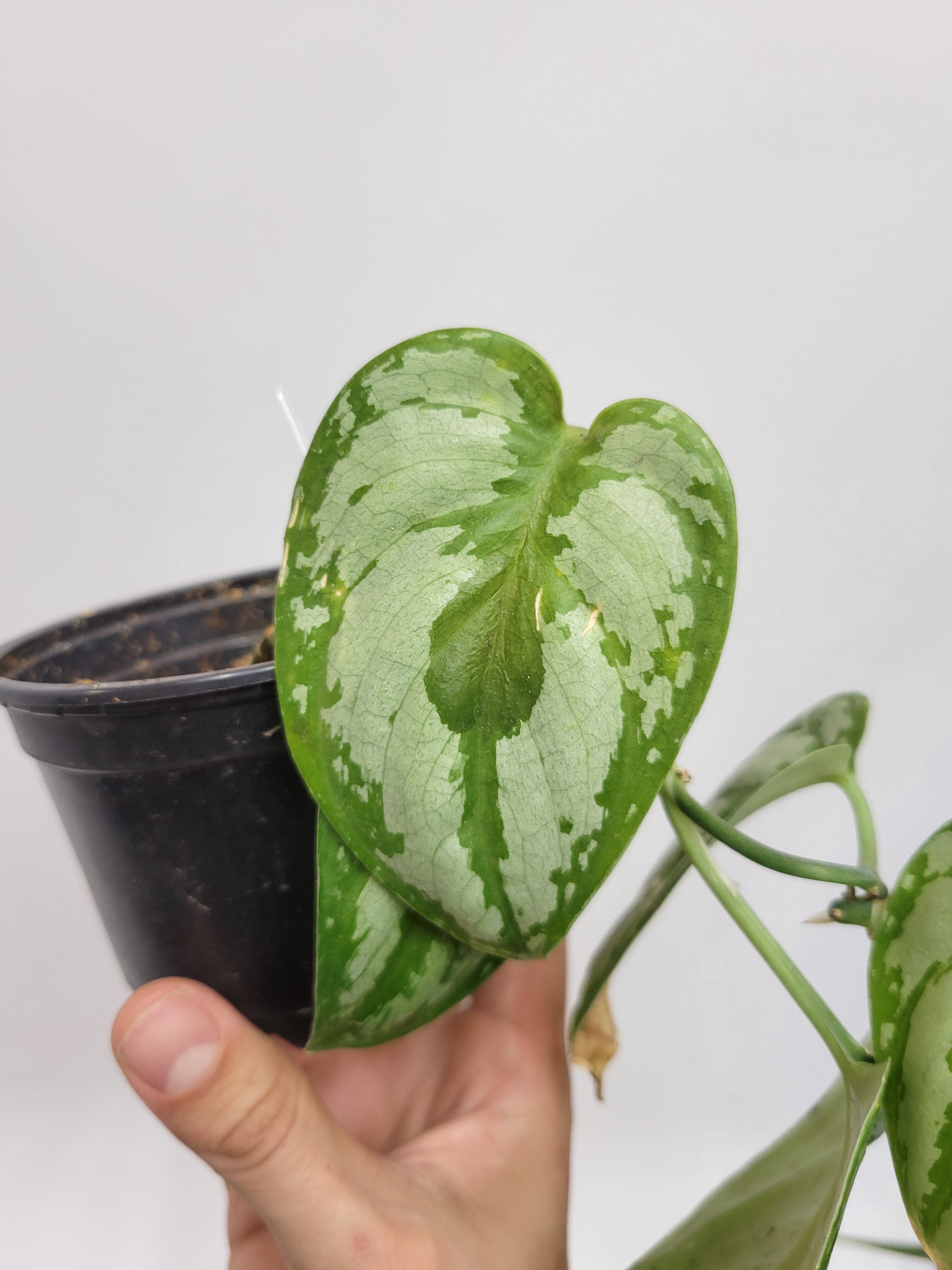 Silver Princess Scindapsus – Lazlo Plants