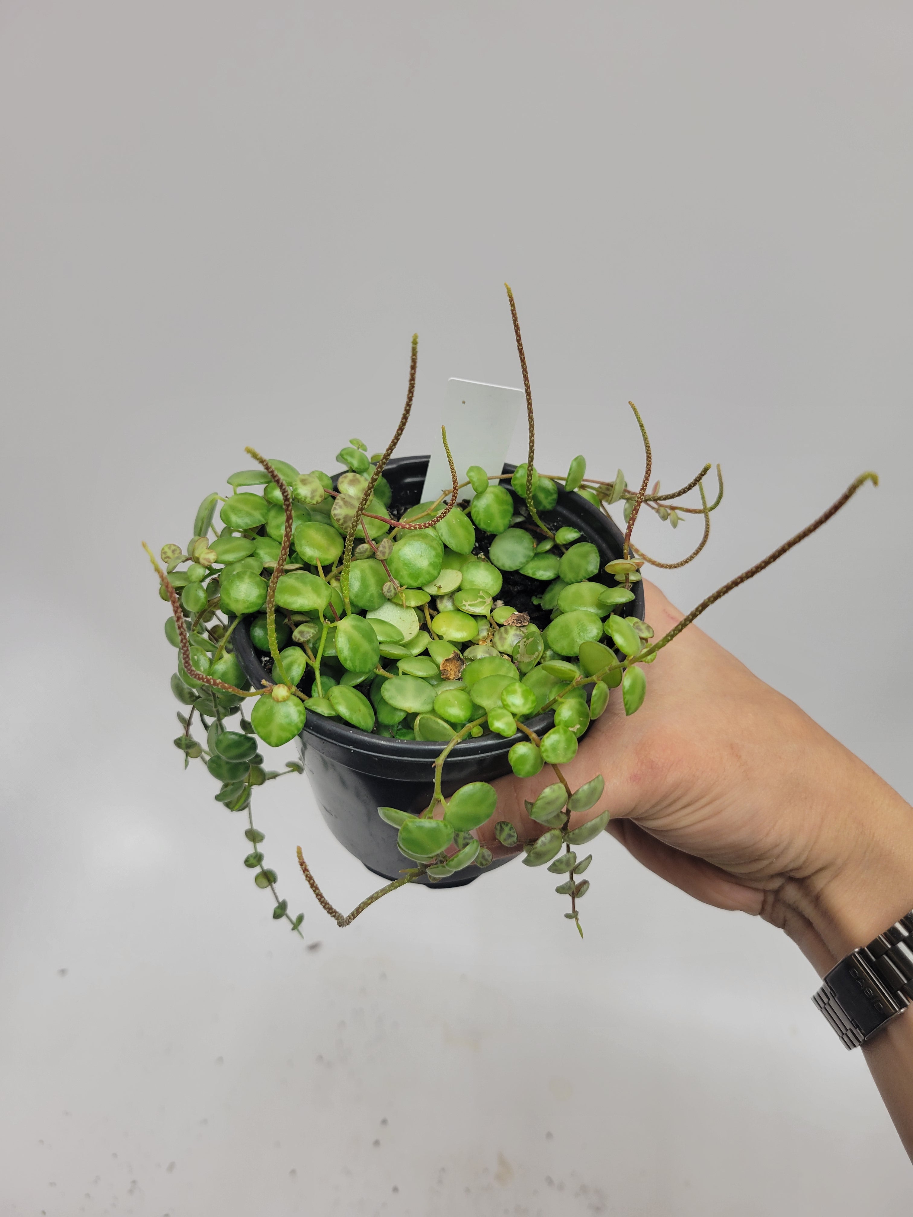 String of Turtles – Lazlo Plants