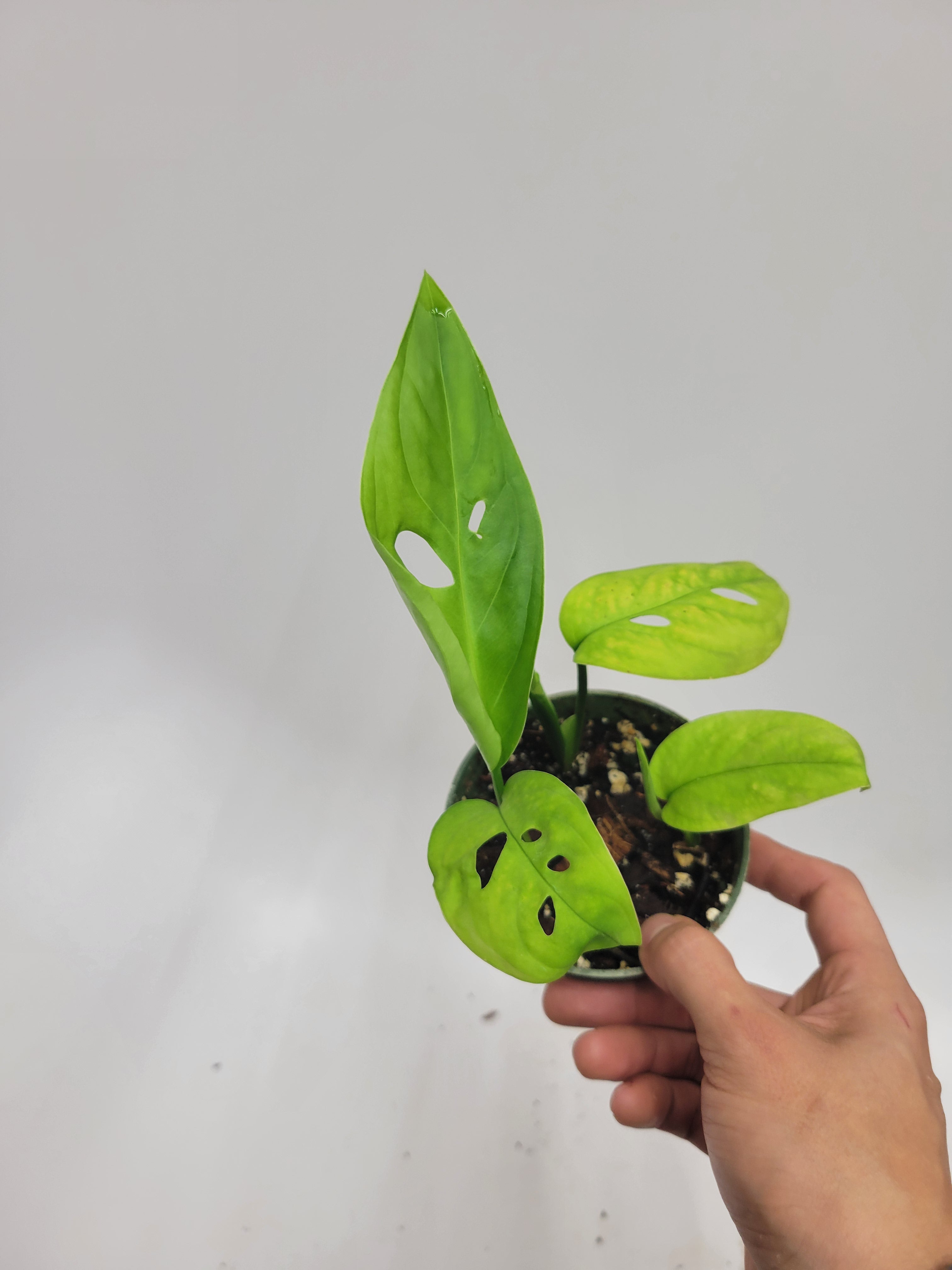 monstera esqueleto – Lazlo Plants